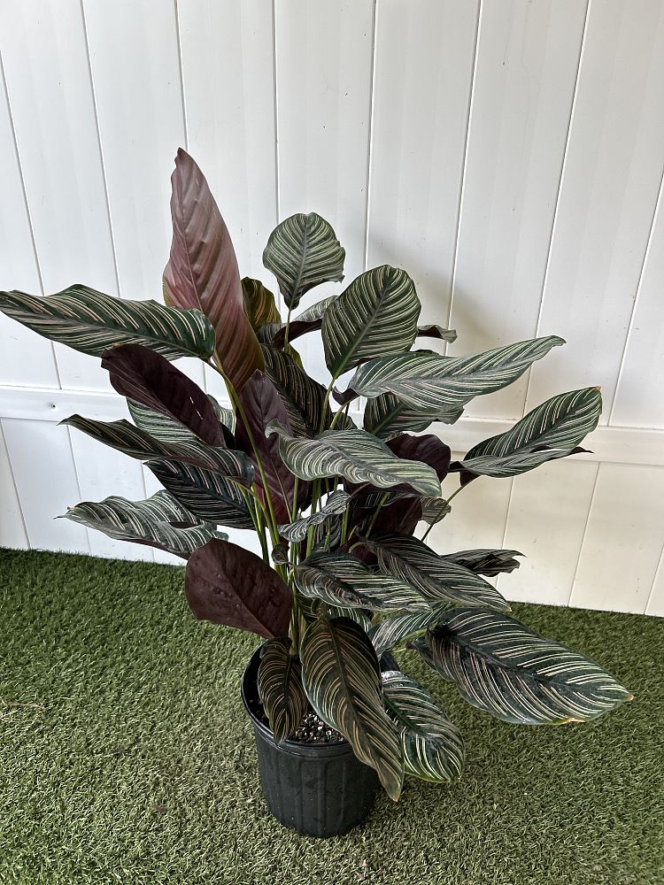 Pinstripe Calathea | PlantVine