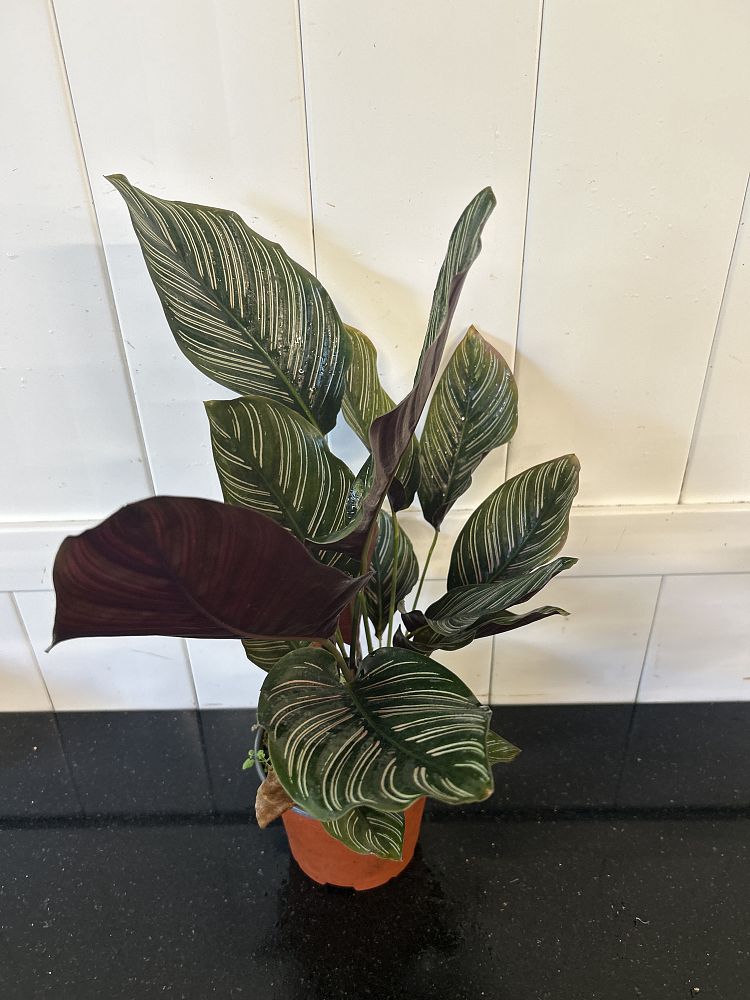 Pinstripe Calathea | PlantVine