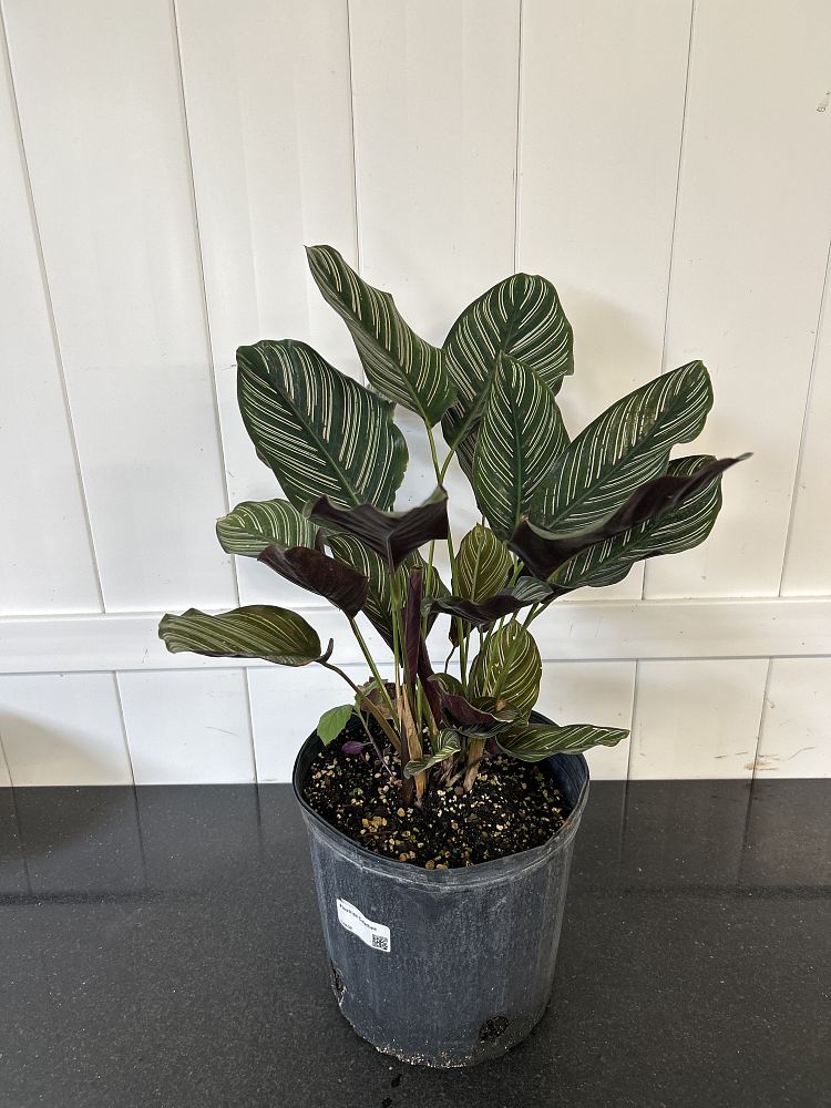 Pinstripe Calathea | PlantVine