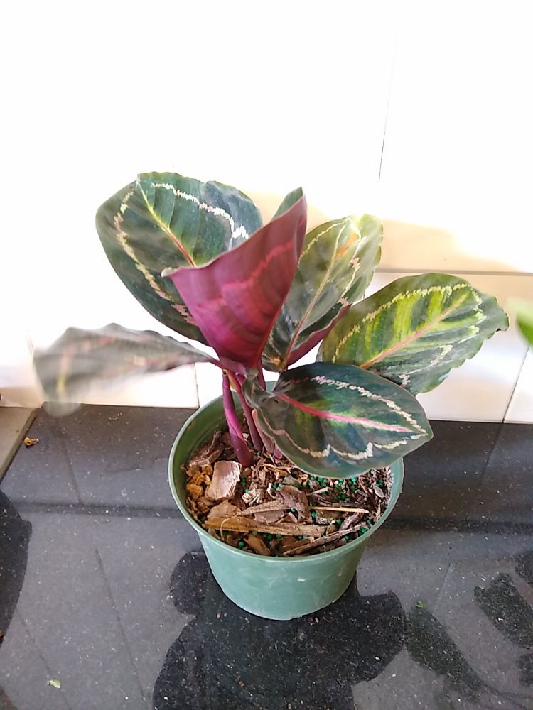 Calathea ‘Roseo Picta Illustris’, Prayer Plant | PlantVine