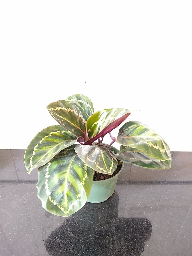Calathea ‘Roseo Picta Illustris’, Prayer Plant | PlantVine
