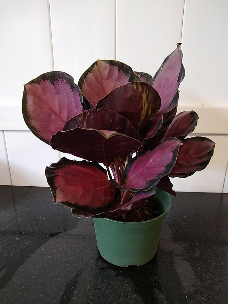 Calathea Rosy | PlantVine