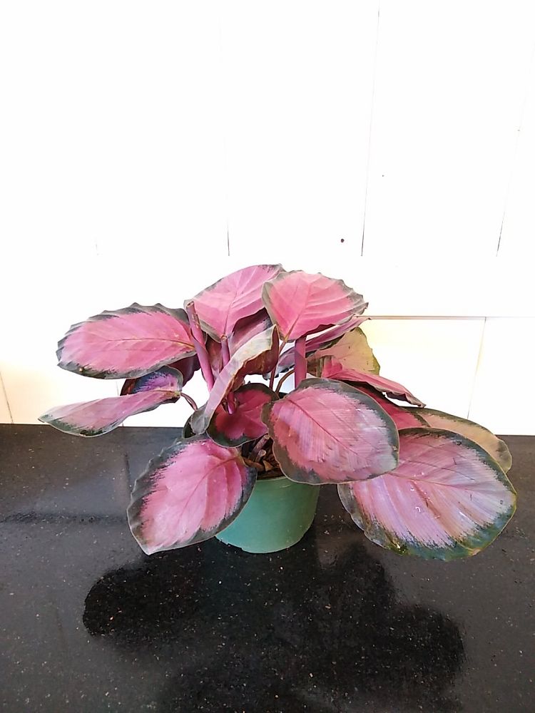Calathea Rosy | PlantVine