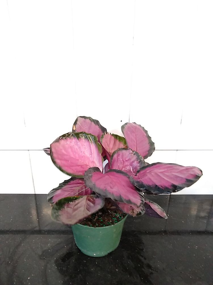 Calathea Rosy | PlantVine