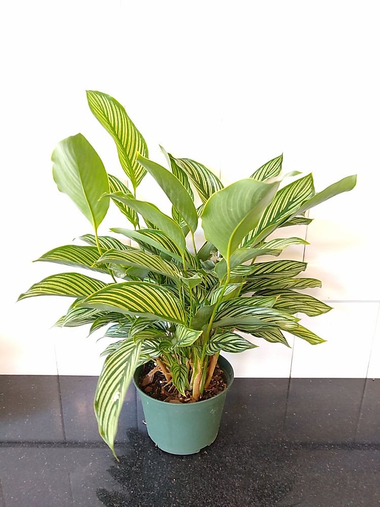 Calathea Vittata, Prayer Plant | PlantVine