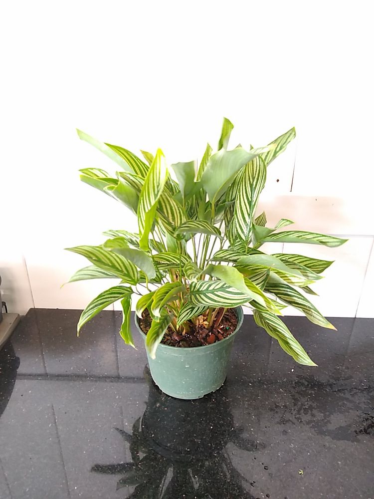 Calathea Vittata | PlantVine