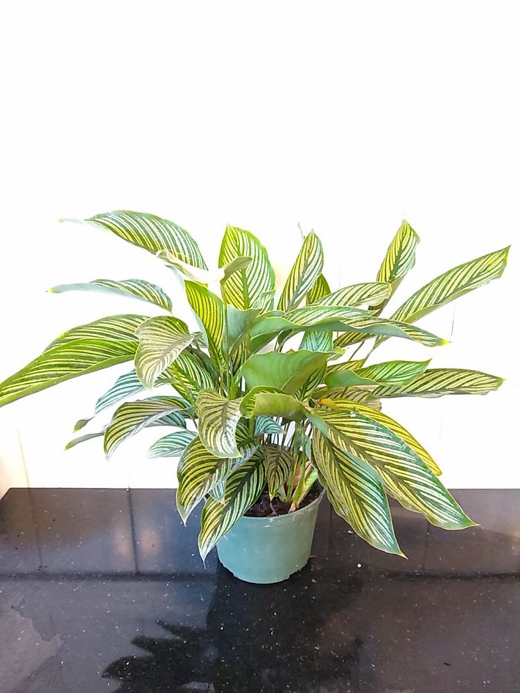Calathea Vittata | PlantVine