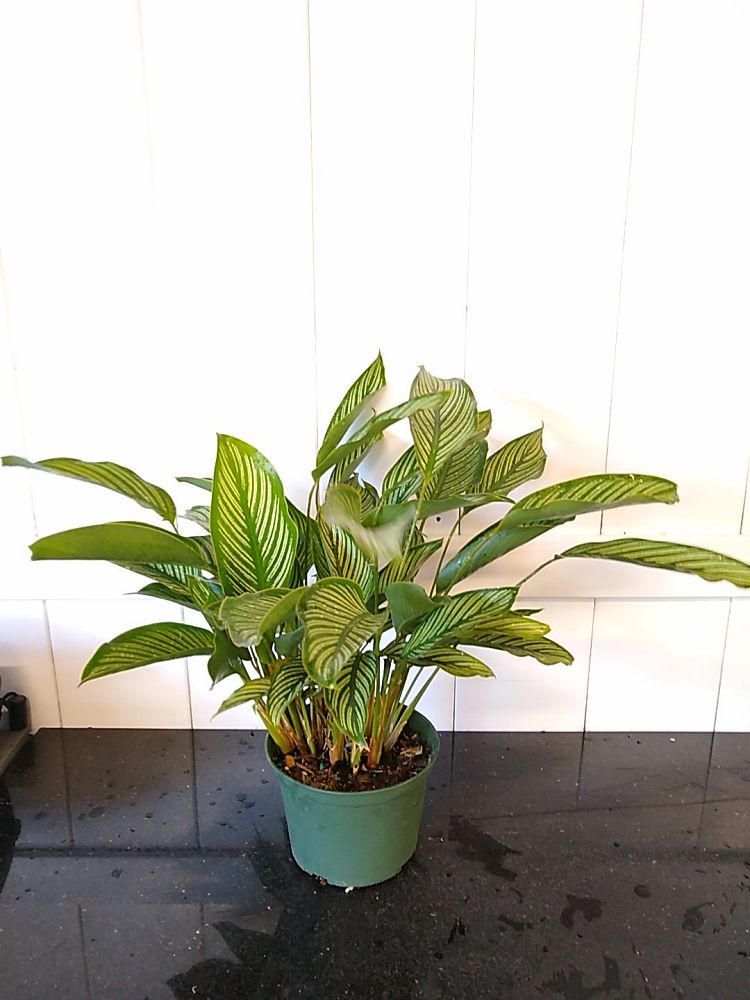 Calathea Vittata | PlantVine