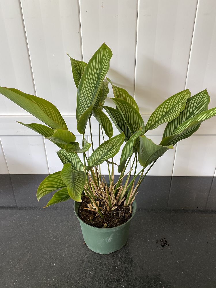 Calathea Vittata | PlantVine
