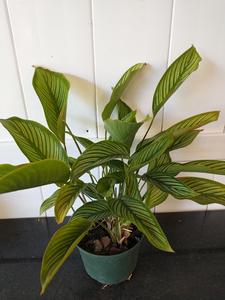 Calathea Vittata | PlantVine