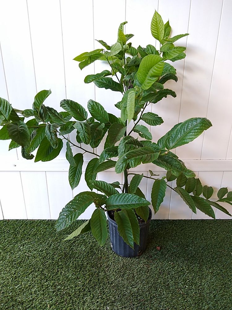 Cananga odorata, Ylang-ylang Tree | PlantVine