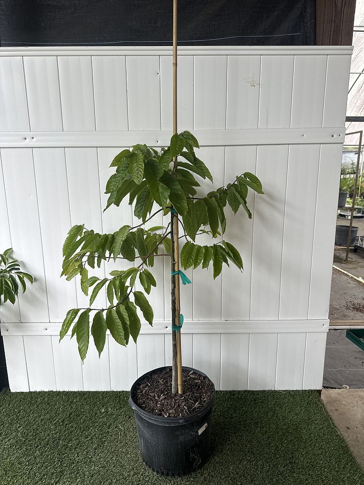 Ylang-Ylang Tree | PlantVine