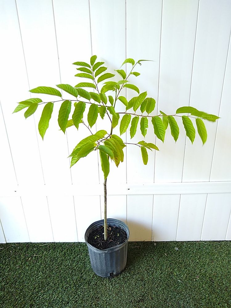 Cananga odorata, Ylang-ylang Tree | PlantVine