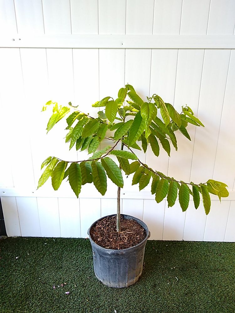 Ylang-Ylang Tree | PlantVine