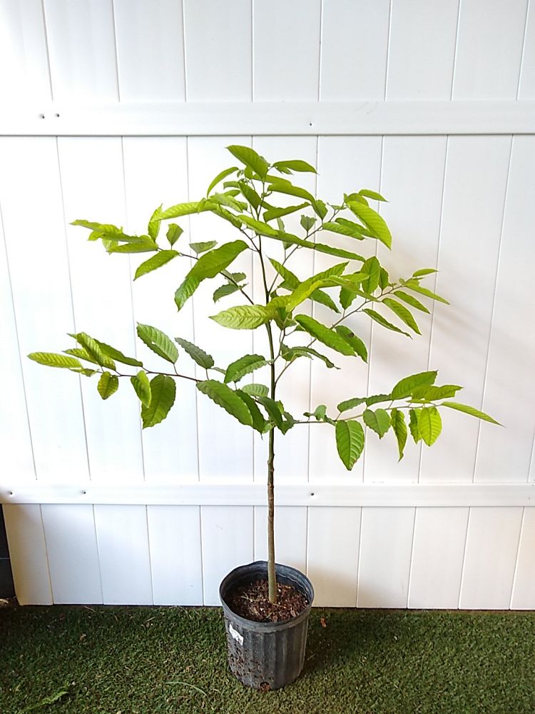 Ylang-Ylang Tree | PlantVine