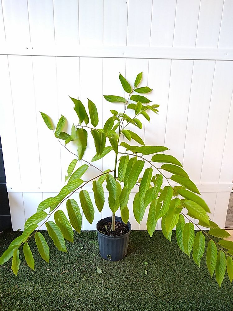 Ylang-Ylang Tree | PlantVine