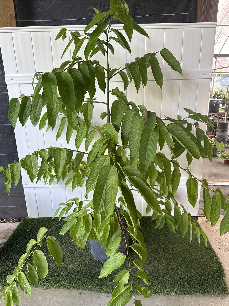 Ylang-Ylang Tree | PlantVine