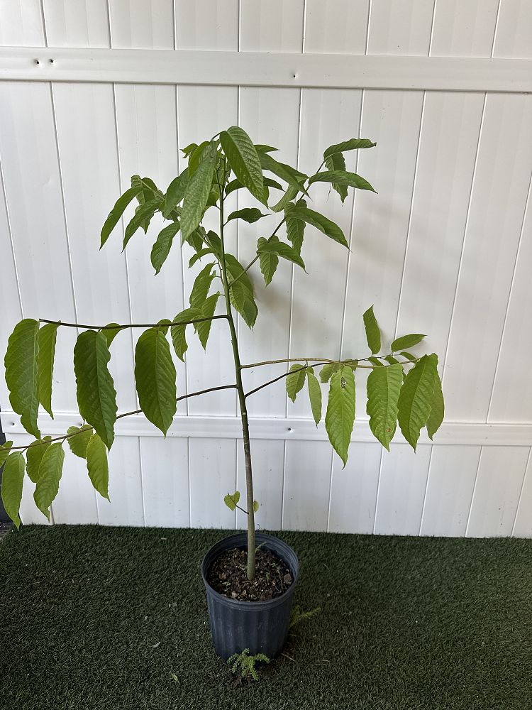 Ylang-Ylang Tree | PlantVine