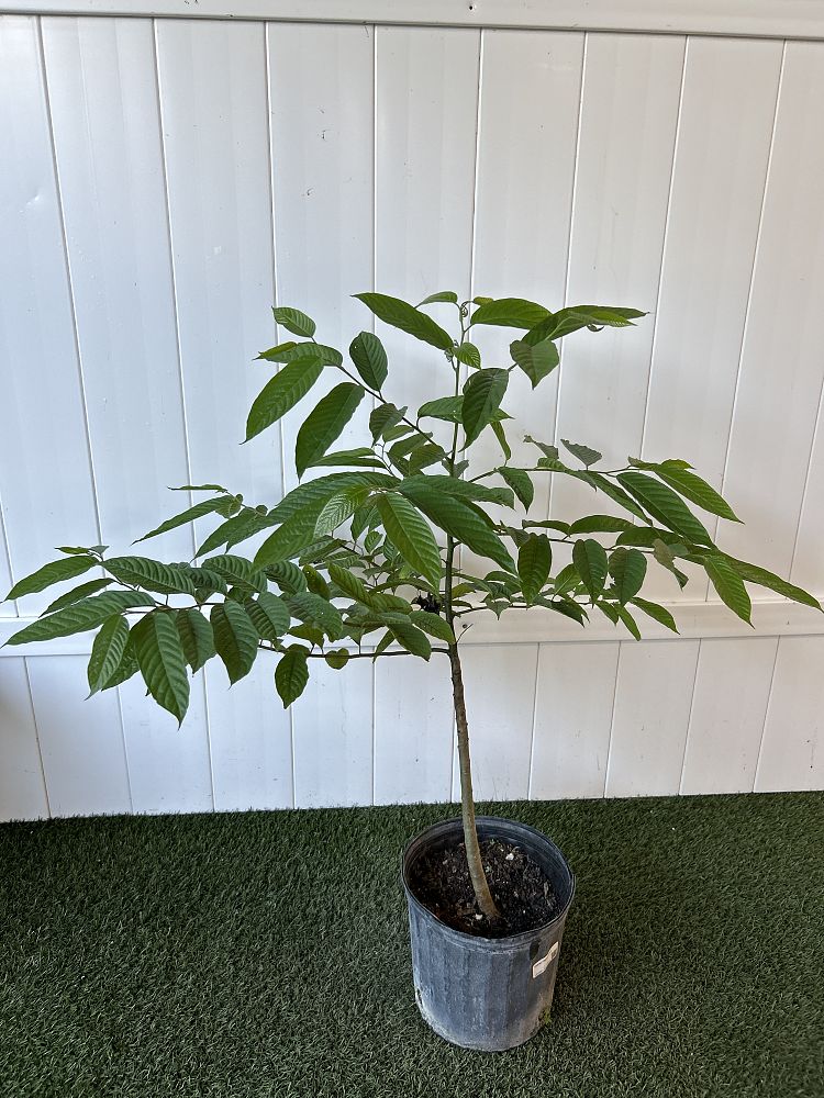 Ylang-Ylang Tree | PlantVine