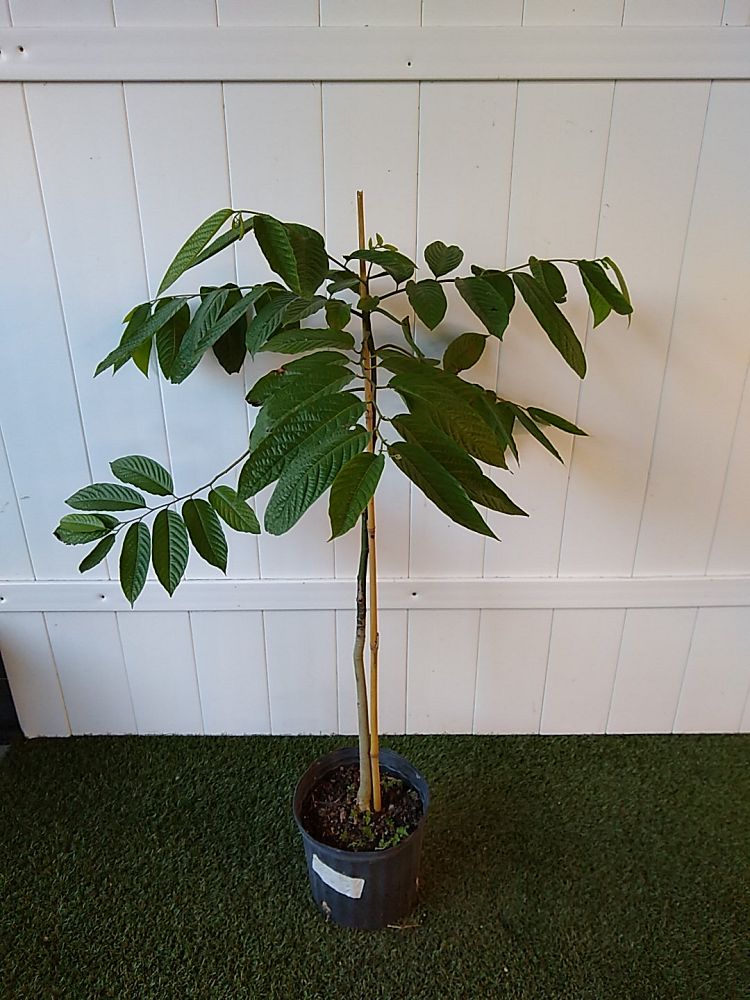 Ylang-Ylang Tree | PlantVine