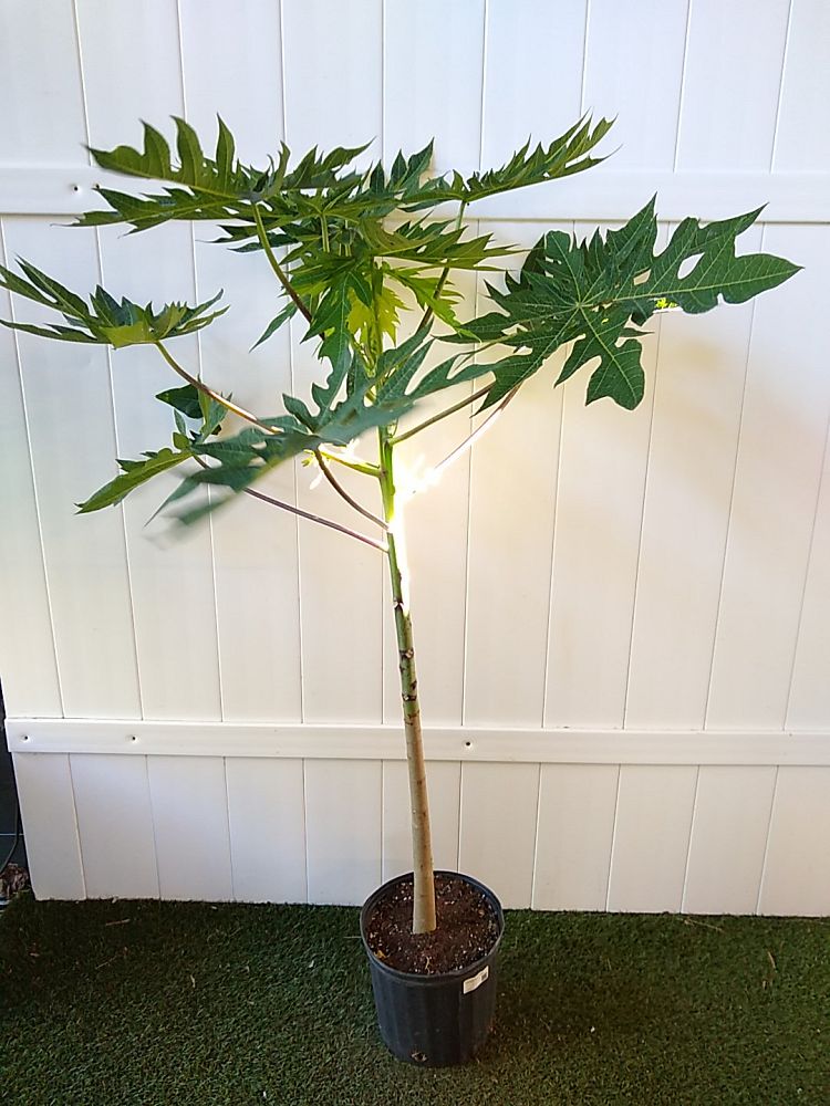 Papaya Fruit Tree | PlantVine