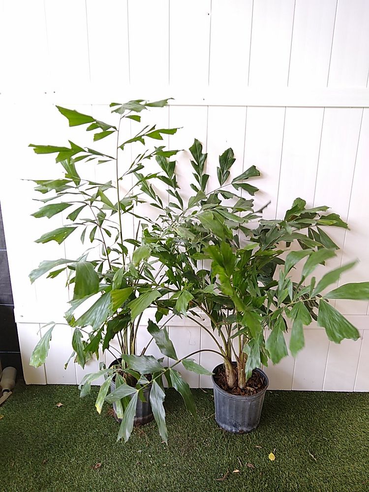 Caryota mitis, Fishtail Palm | PlantVine
