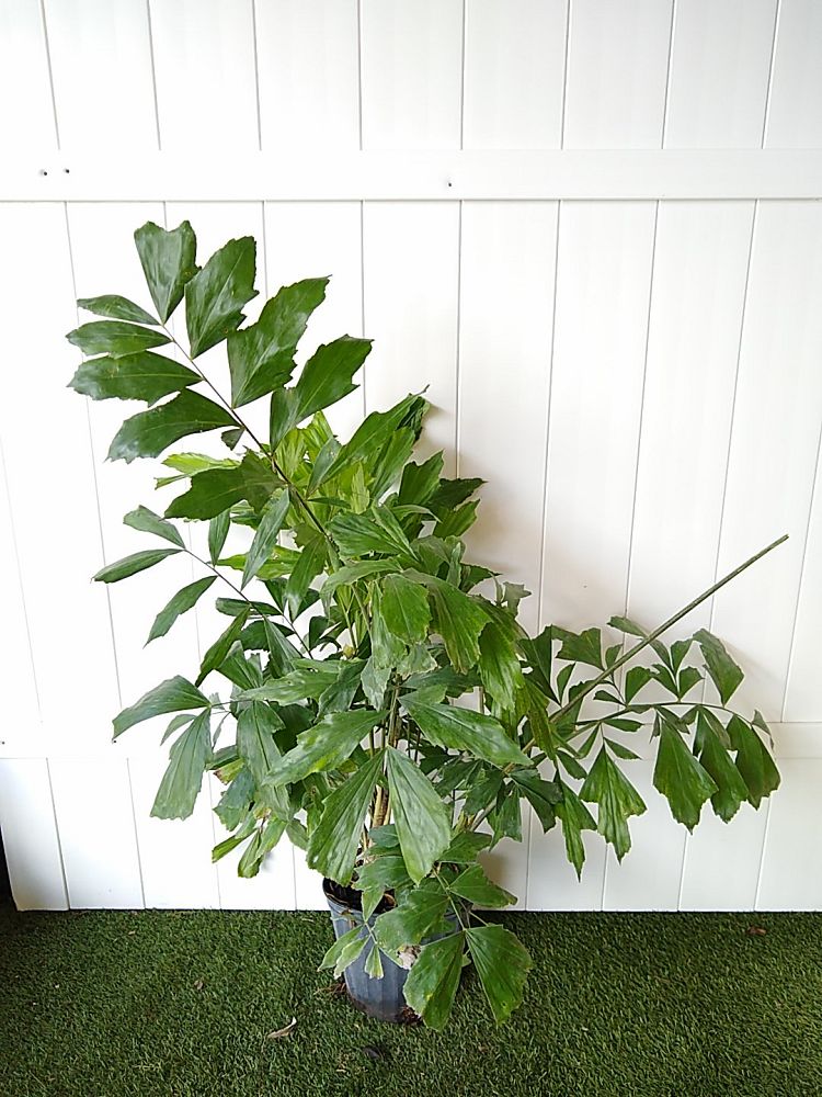 Caryota mitis, Fishtail Palm | PlantVine