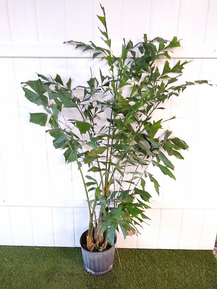 Caryota mitis, Fishtail Palm | PlantVine