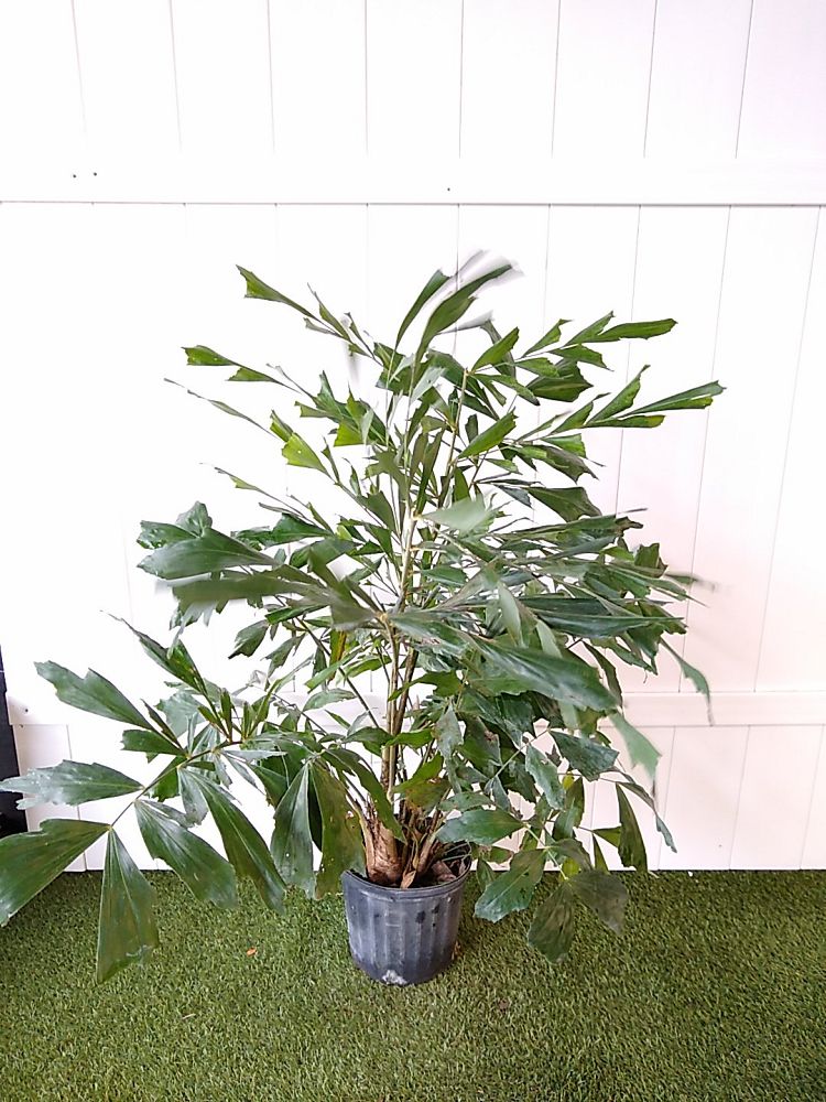 Caryota mitis, Fishtail Palm | PlantVine