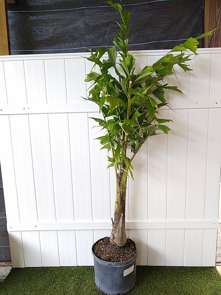 Caryota mitis, Fishtail Palm | PlantVine