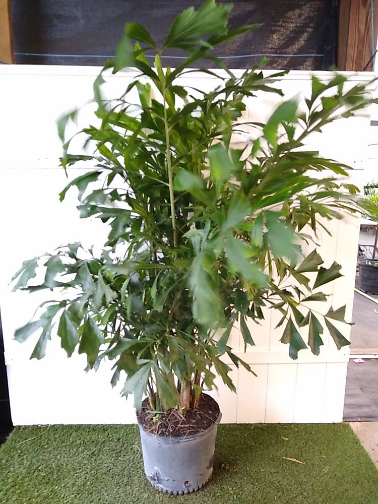 Caryota mitis, Fishtail Palm | PlantVine