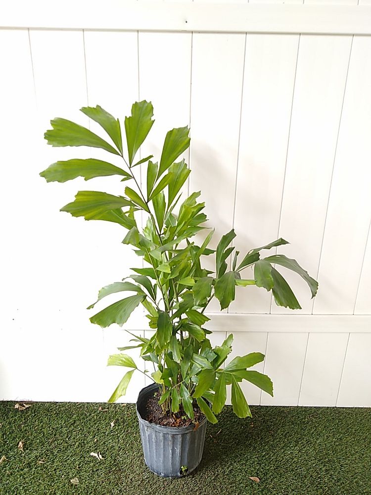 Caryota mitis, Fishtail Palm | PlantVine