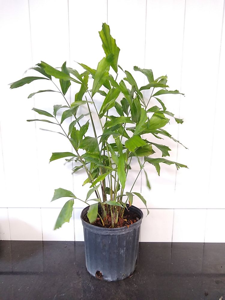 Fishtail Palm | PlantVine