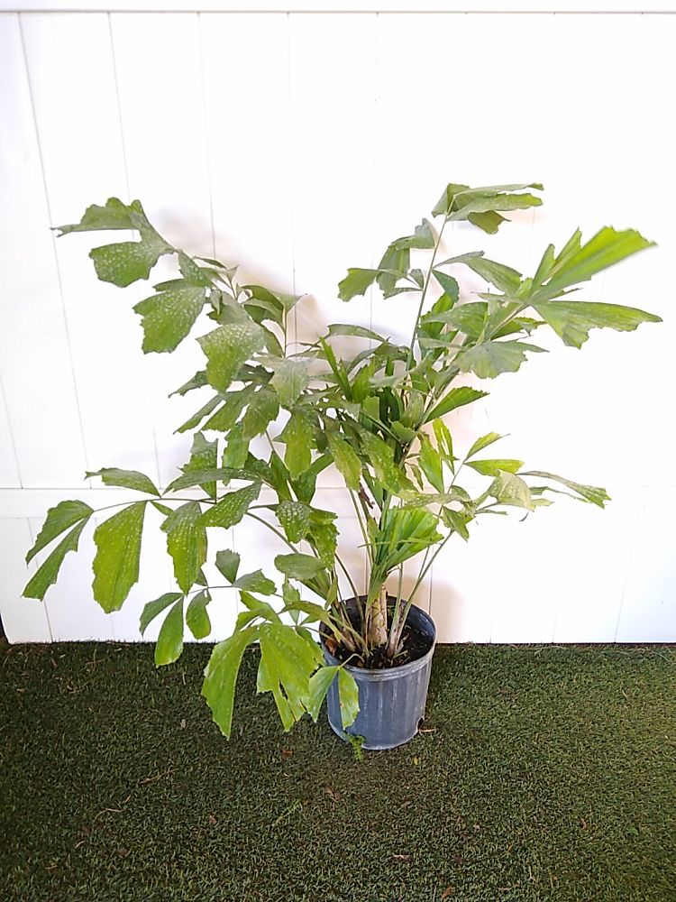 Fishtail Palm | PlantVine
