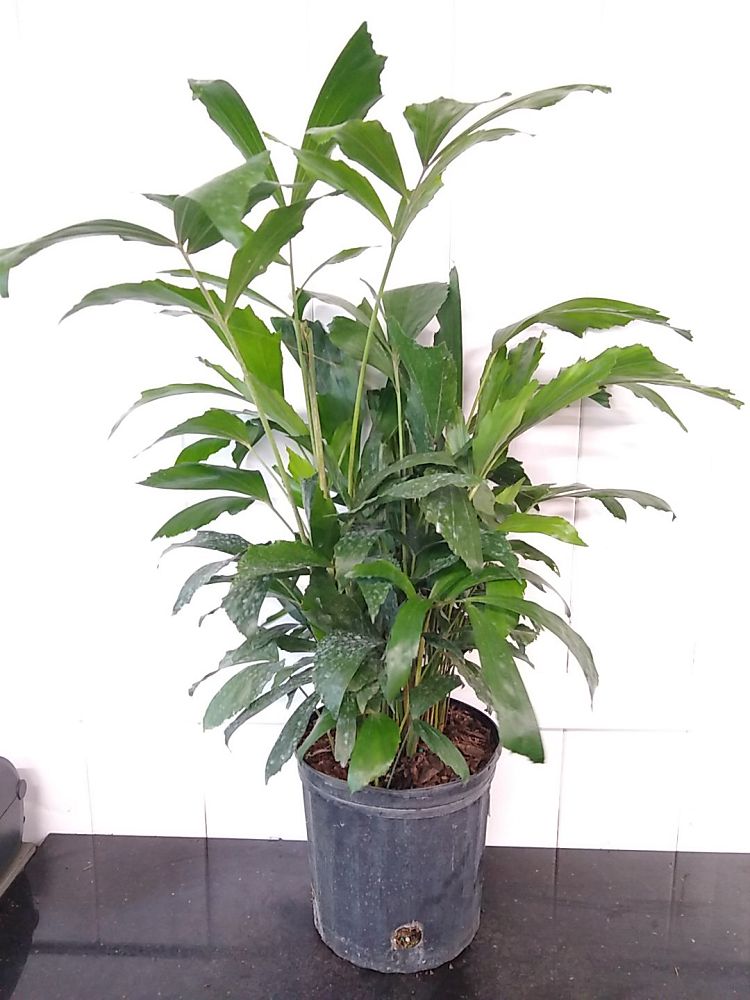 Fishtail Palm | PlantVine
