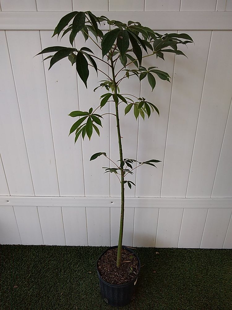 Kapok Tree | PlantVine