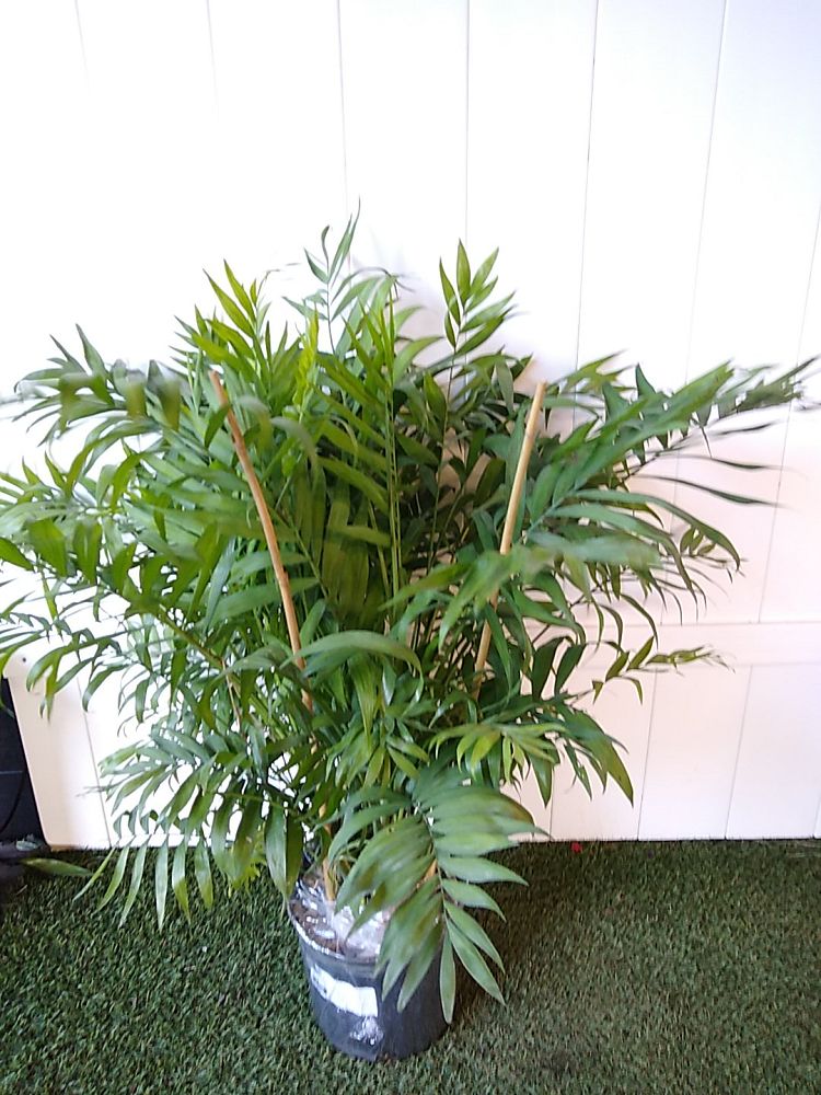 Cat Palm | PlantVine