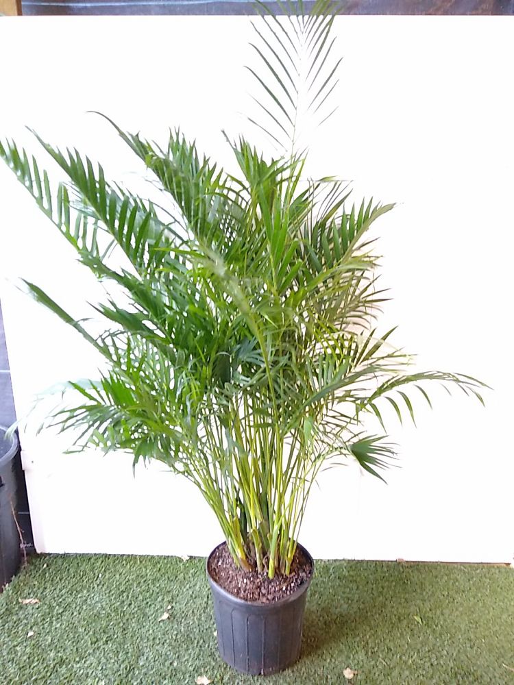 Cat Palm | PlantVine