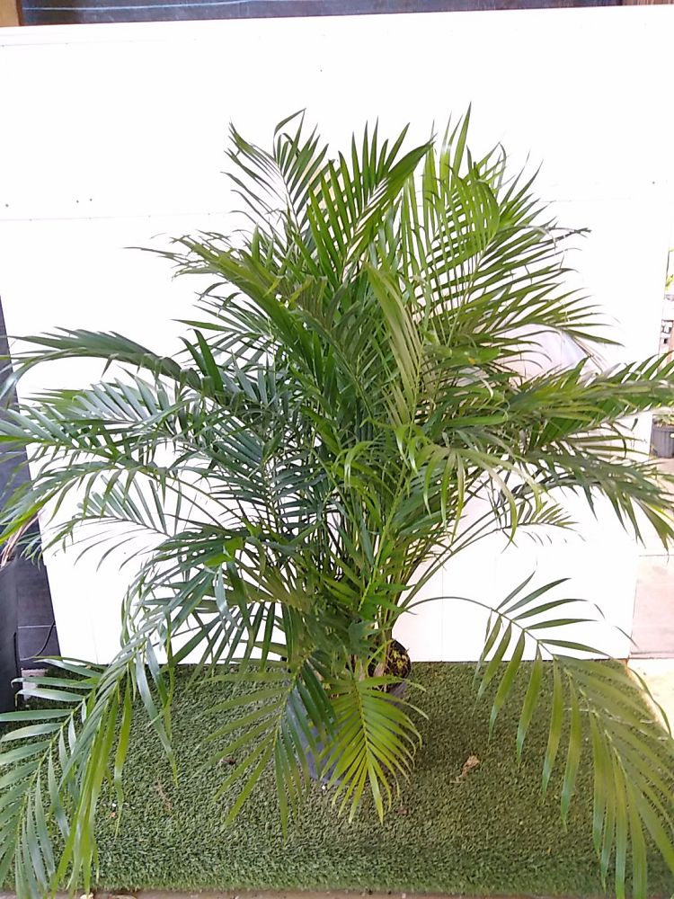 Cat Palm | PlantVine