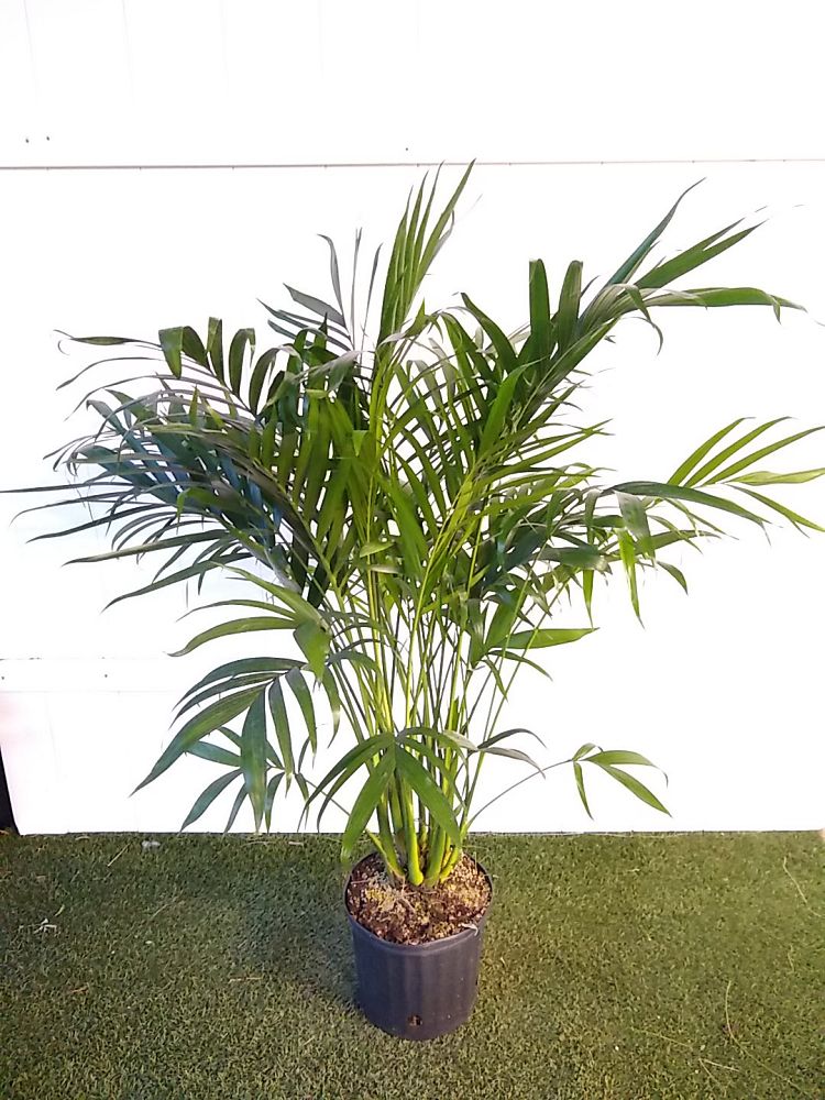 Cat Palm | PlantVine
