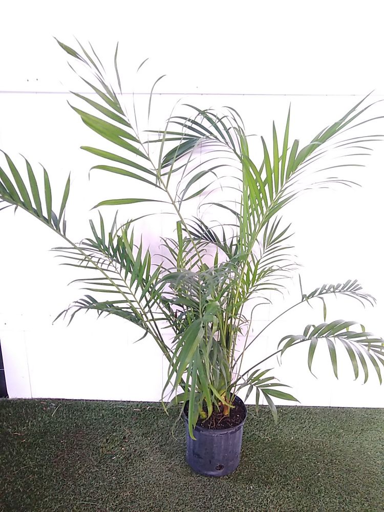 Cat Palm | PlantVine
