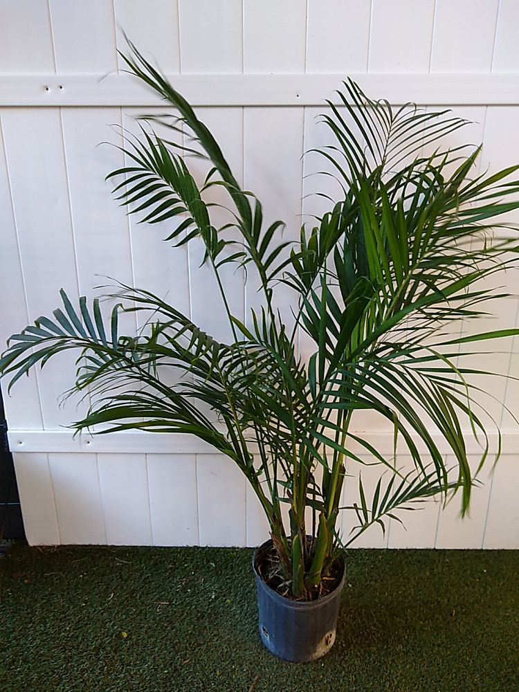 Cat Palm | PlantVine