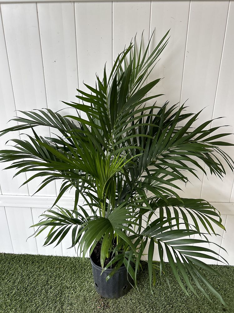 Cat Palm | PlantVine