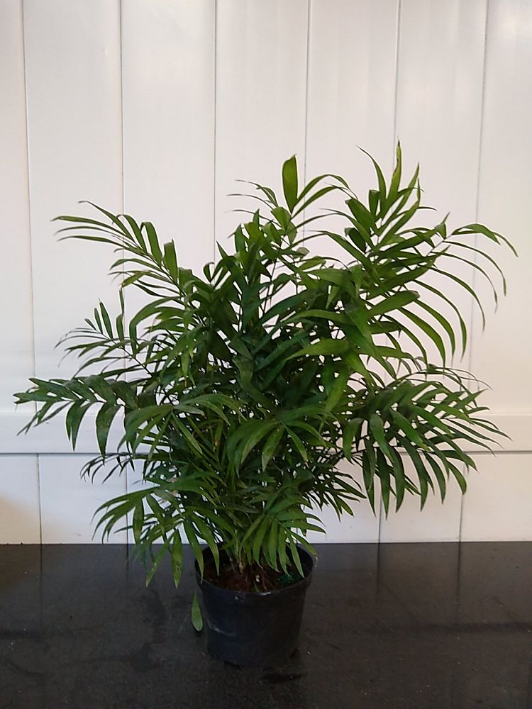 Bamboo Palm | PlantVine