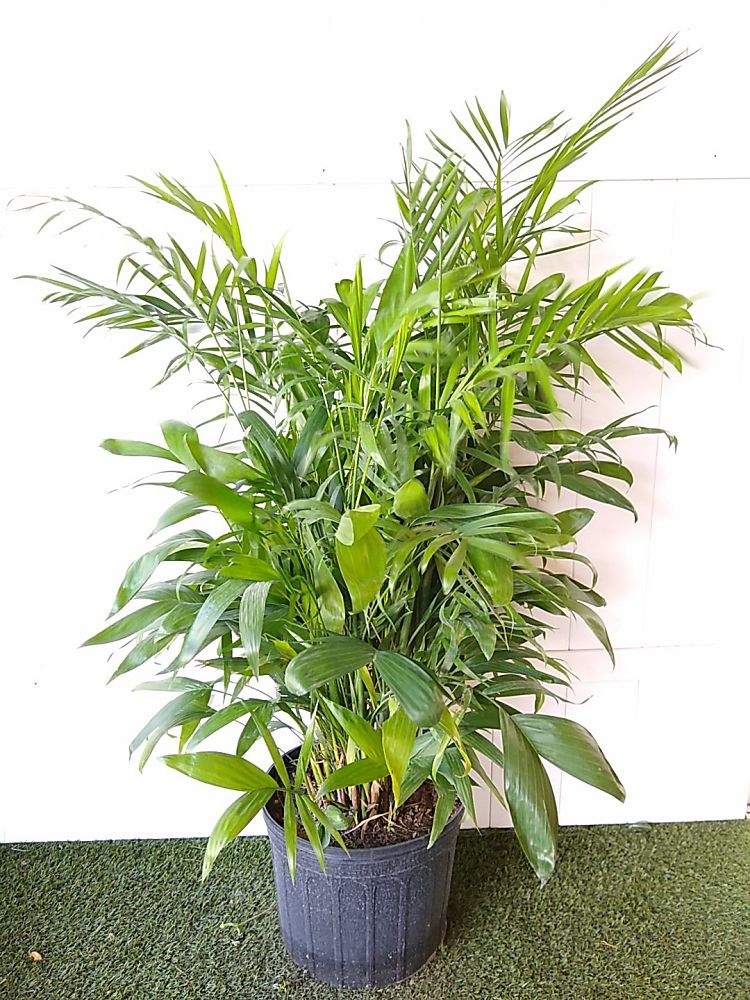 Bamboo Palm | PlantVine