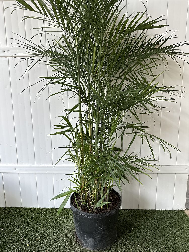 Bamboo Palm | PlantVine