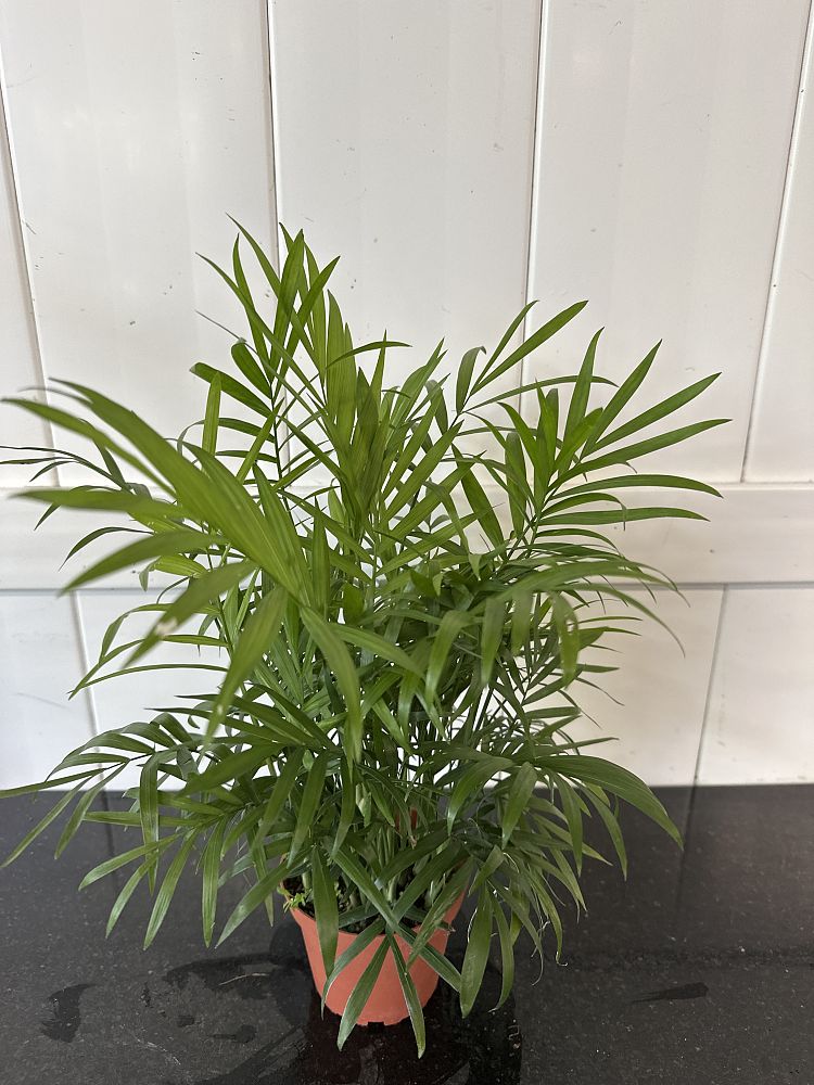 Bamboo Palm | PlantVine