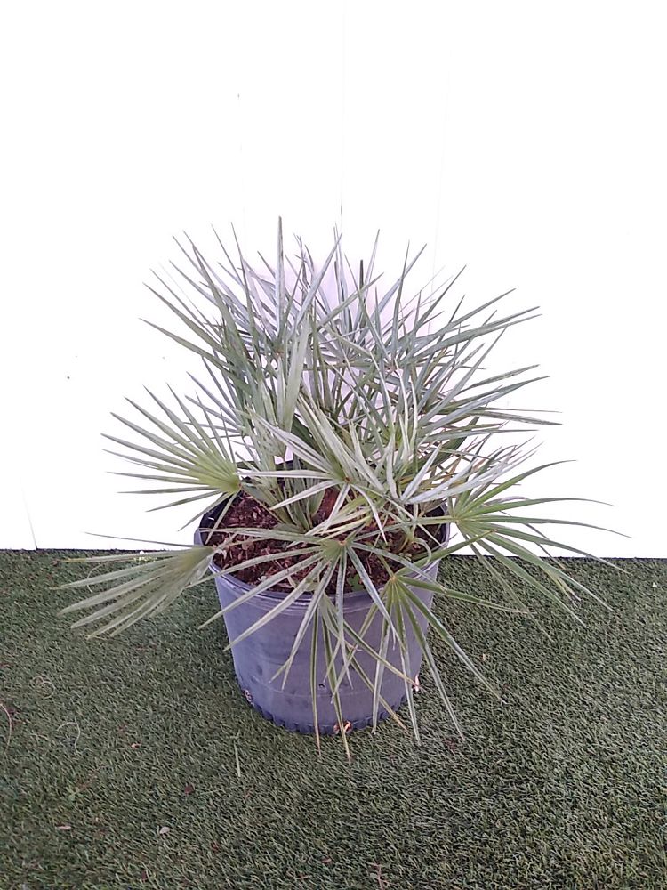 Chamaerops humilis cerifera, European Fan Palm ‘Silver’, Mediterranean ...