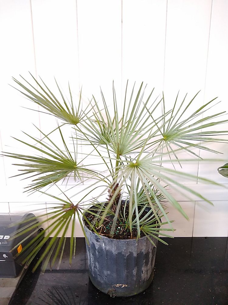 Chamaerops humilis cerifera, European Fan Palm ‘Silver’, Mediterranean ...