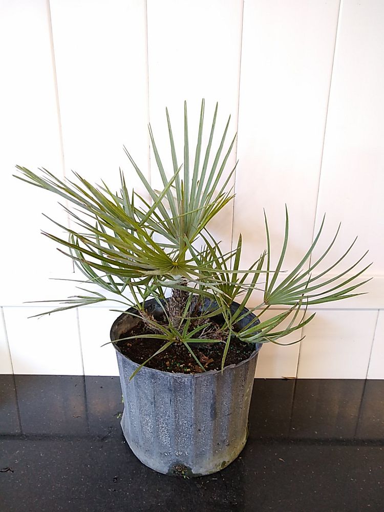 Chamaerops humilis cerifera, European Fan Palm ‘Silver’, Mediterranean ...